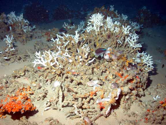 yellowtail reef fish o0071